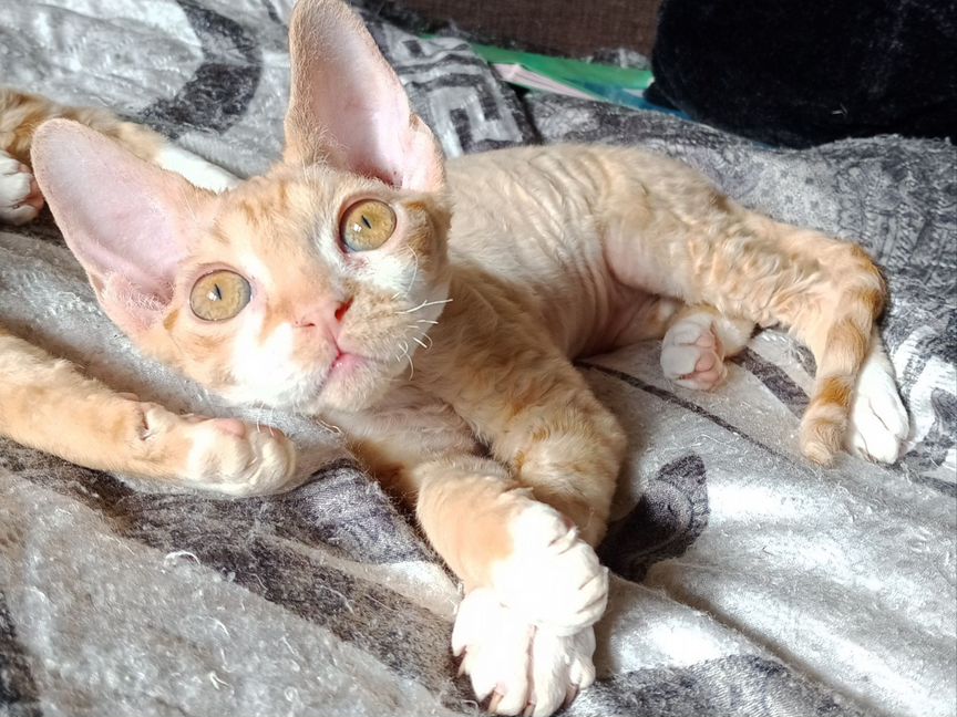 Девон-рекс девочка 4мес