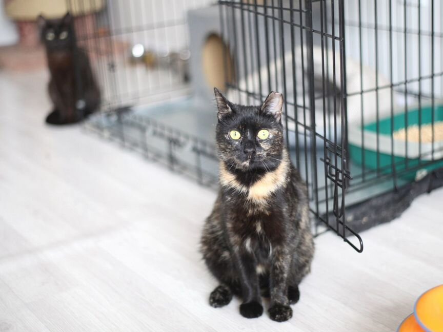 Двухцветная кошечка Бася из приюта ищет семью