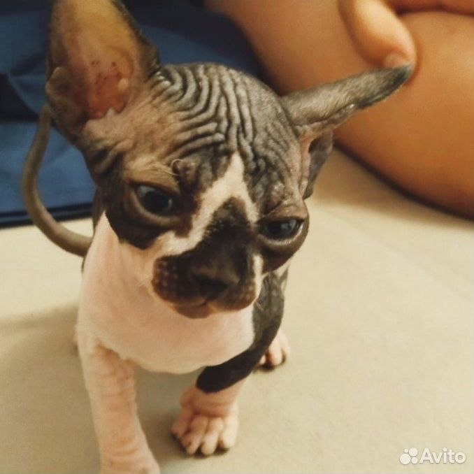 Продаю котят канадский сфинкс