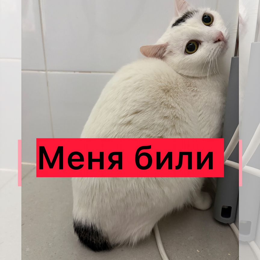 Взрослая, кошка в добрые руки