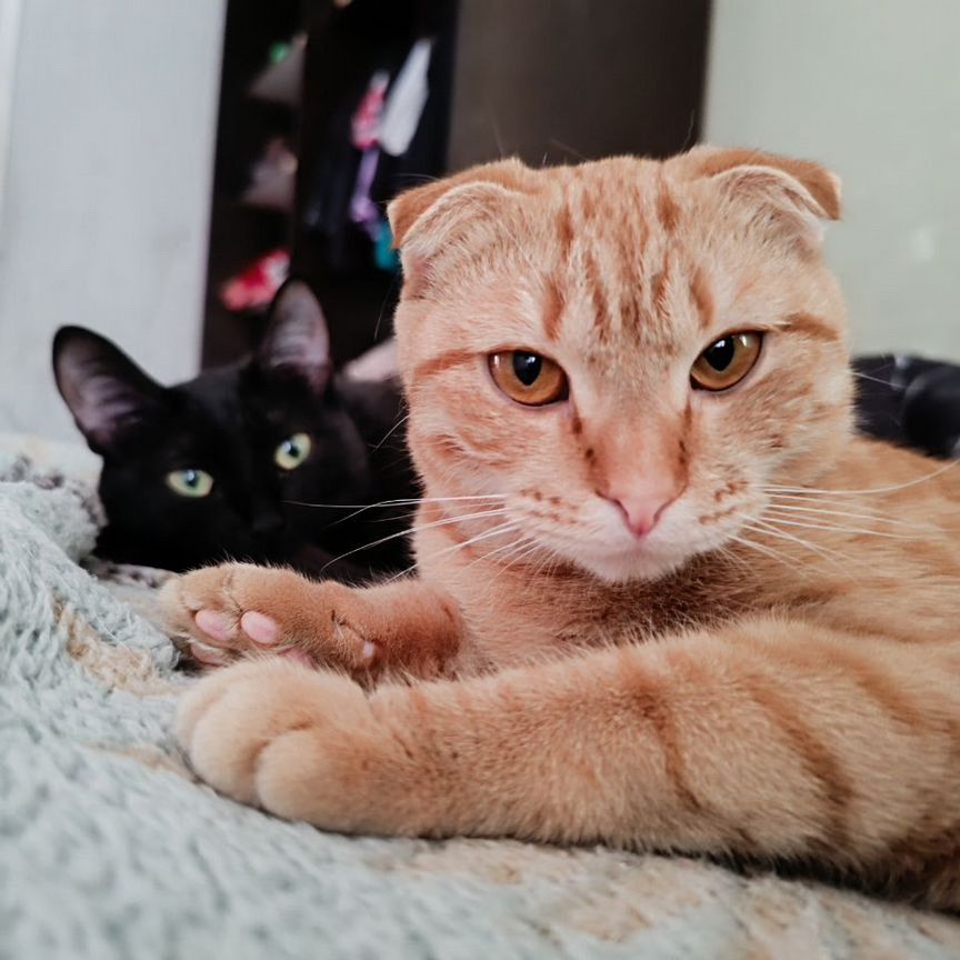 Отдам двух кошек