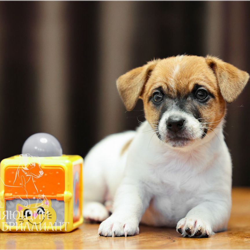 Джек-рассел-терьер, щенок