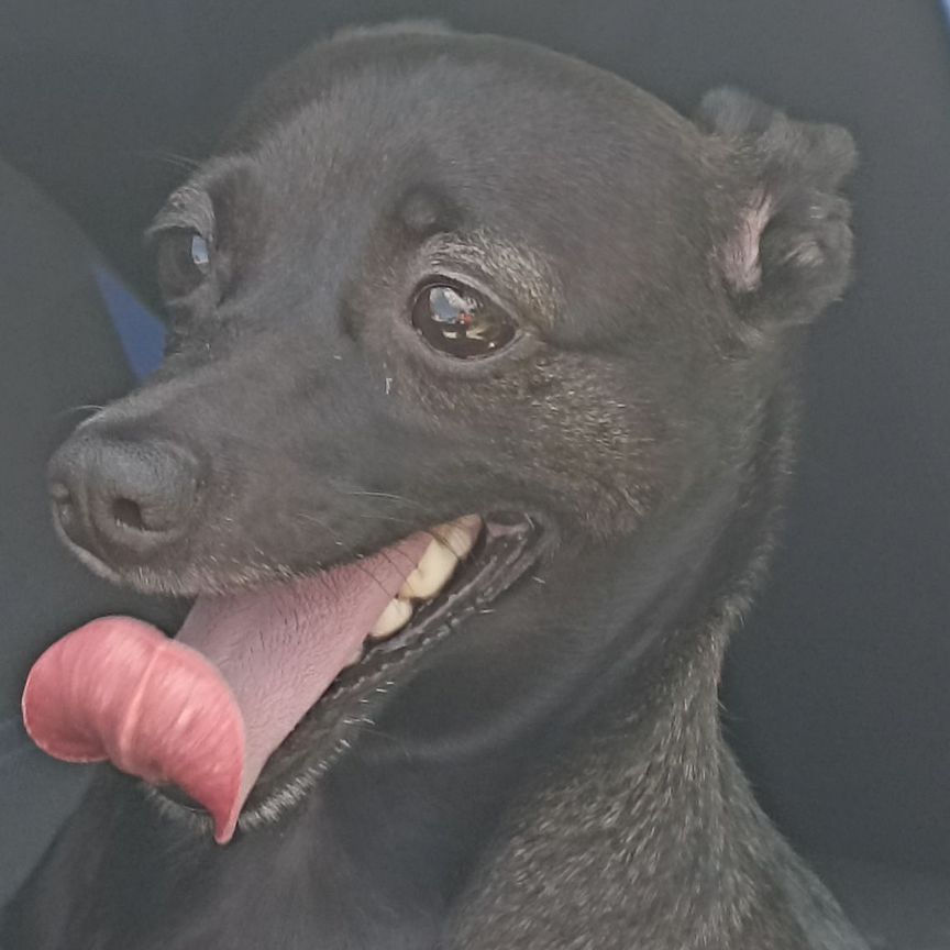 Русский той-терьер, взрослая собака