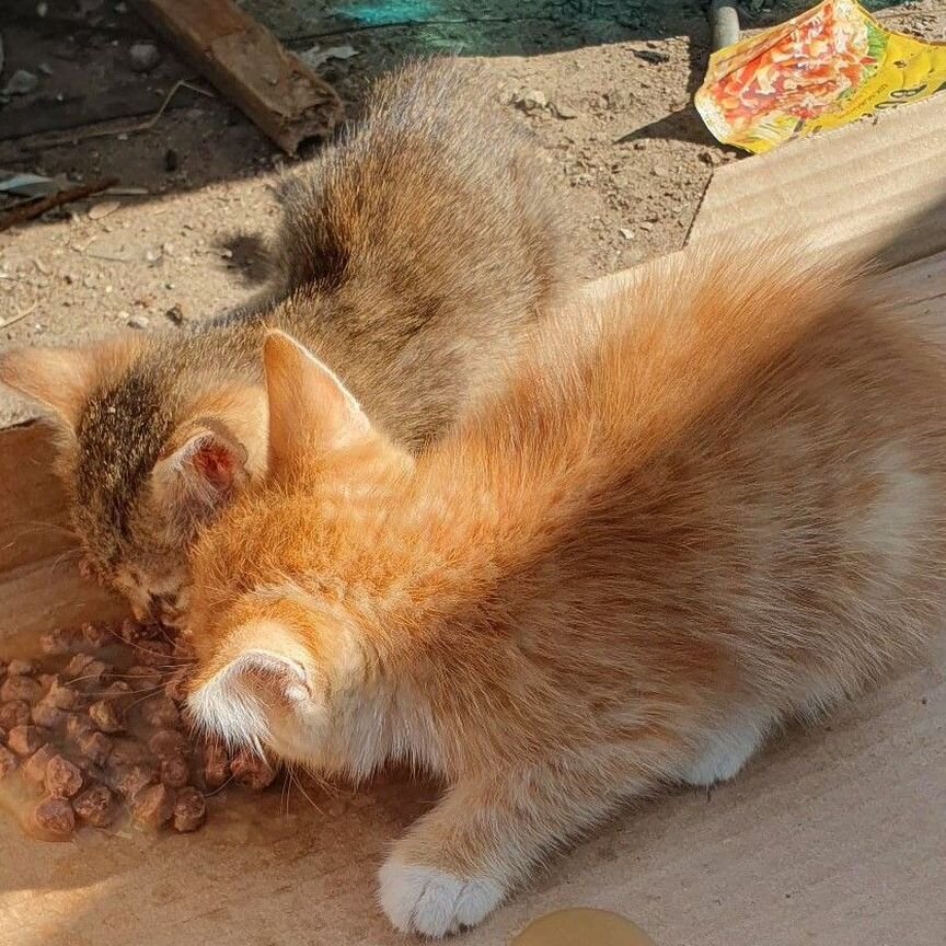 Котята в добрые руки бесплатно маленькие