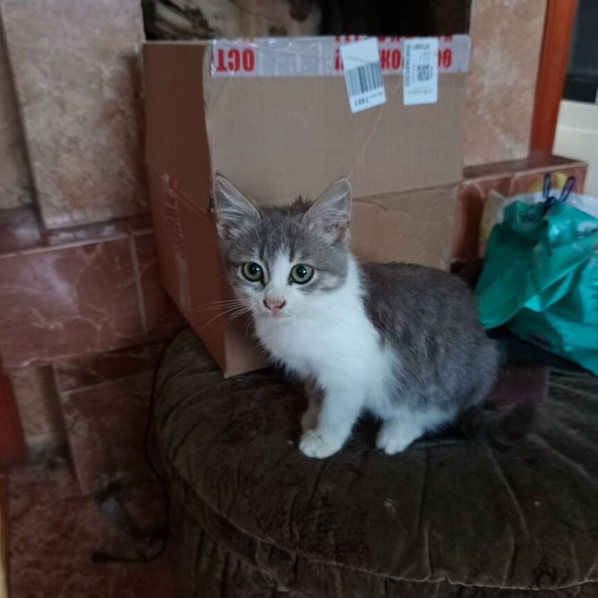 Котик в добрые руки