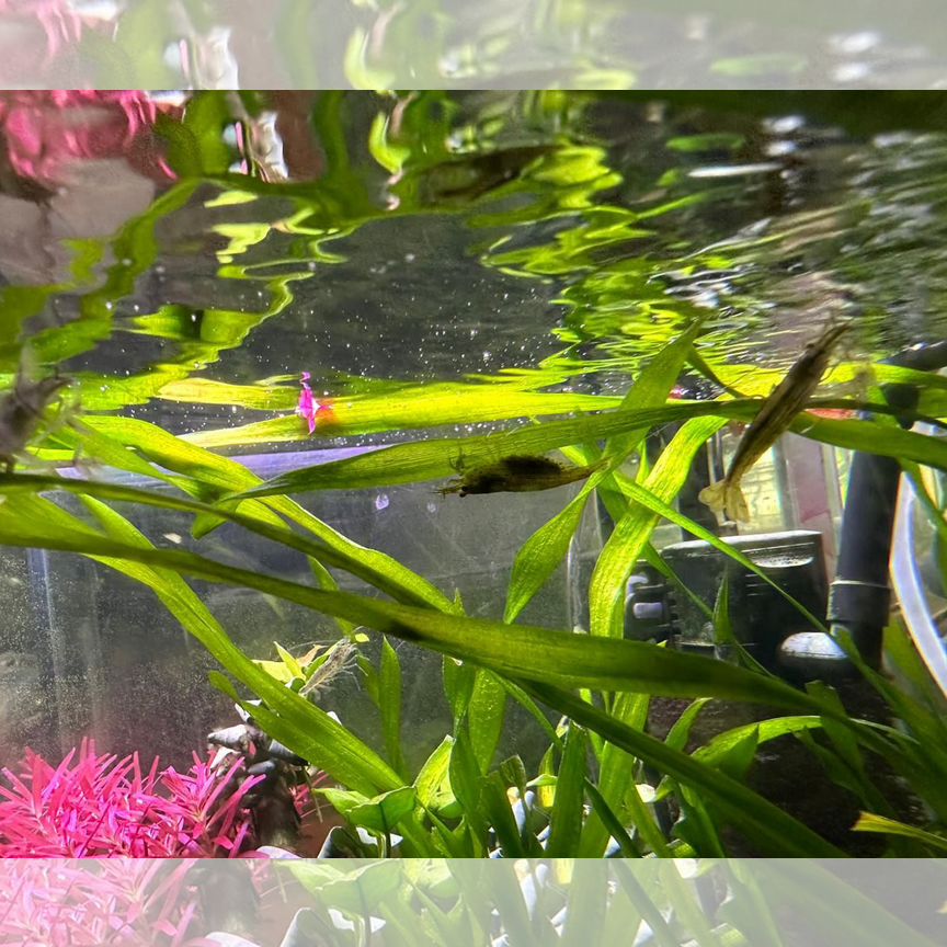 Креветки Амано