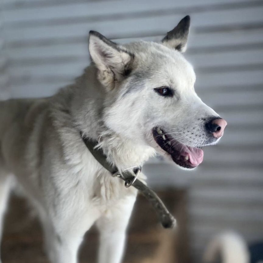 Взрослая собака в добрые руки