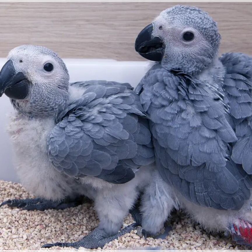 Птенцы выкормыши