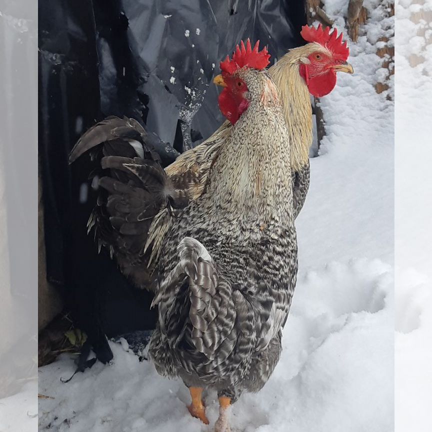 Молодые петухи