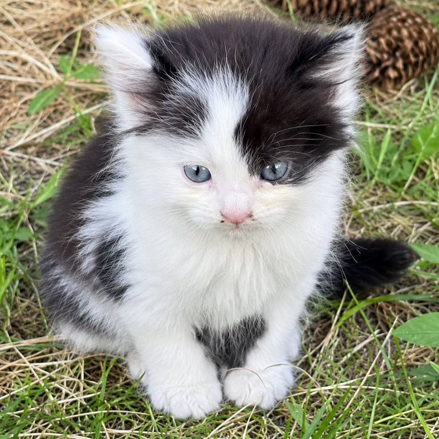 Котёнок в добрые руки