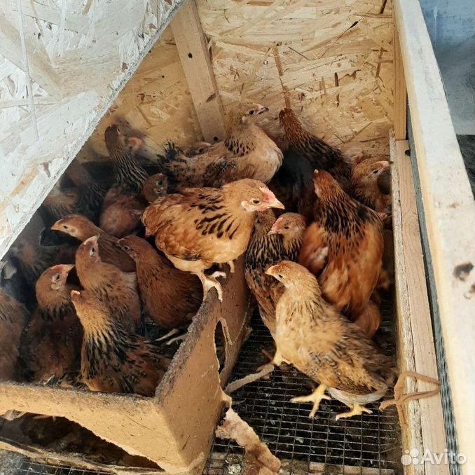 Цыплята порода Кучинская Юбилейная, подрошенные