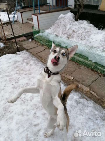 Весёлая Хаски ищет дом