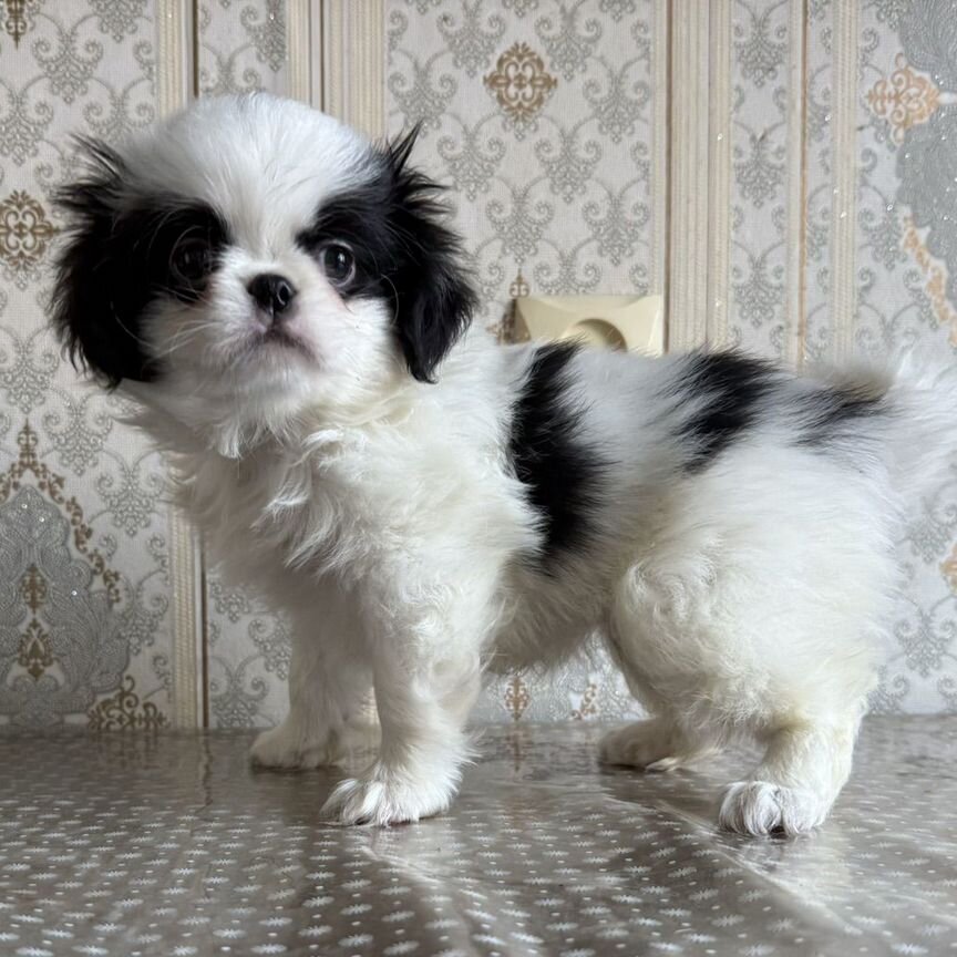 Японский хин, щенок