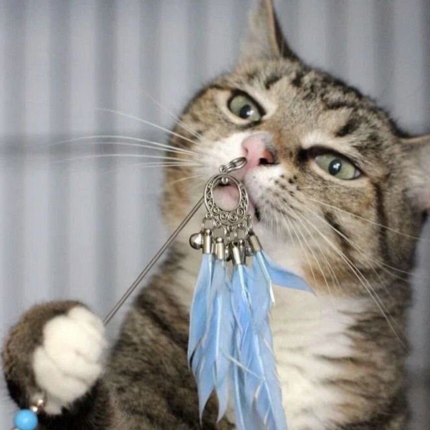 Узница клетки