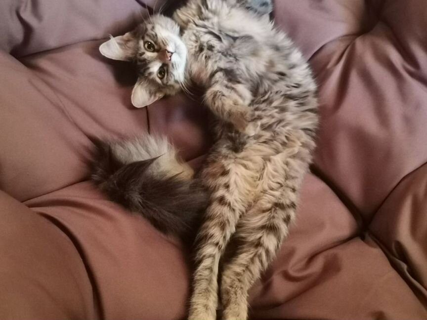Кошечка, девочка, помесь с сибирской