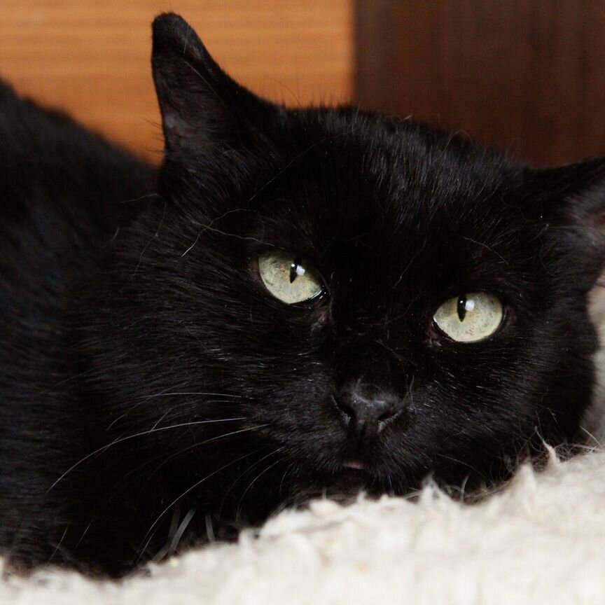 Несчастная Ночка ждет терпеливого человека