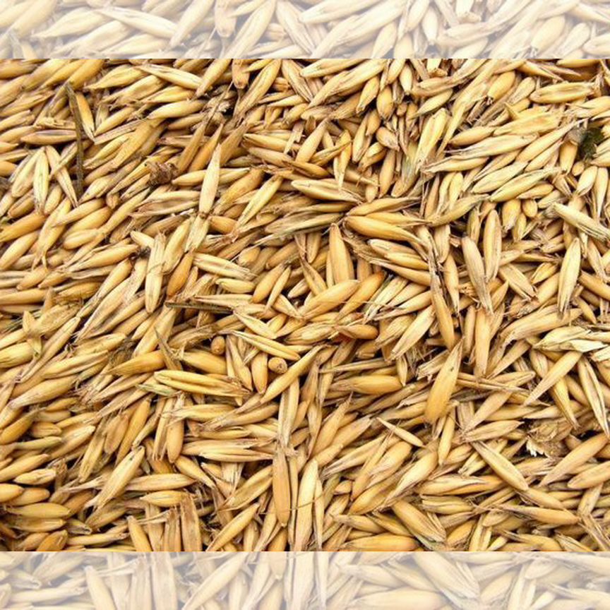 Зерно овес, ячмень