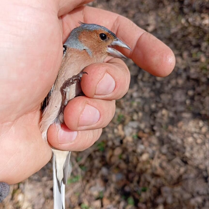 Лесные птицы