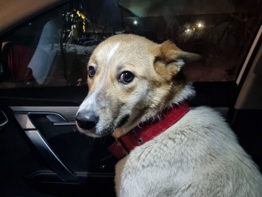 Собака Пальма