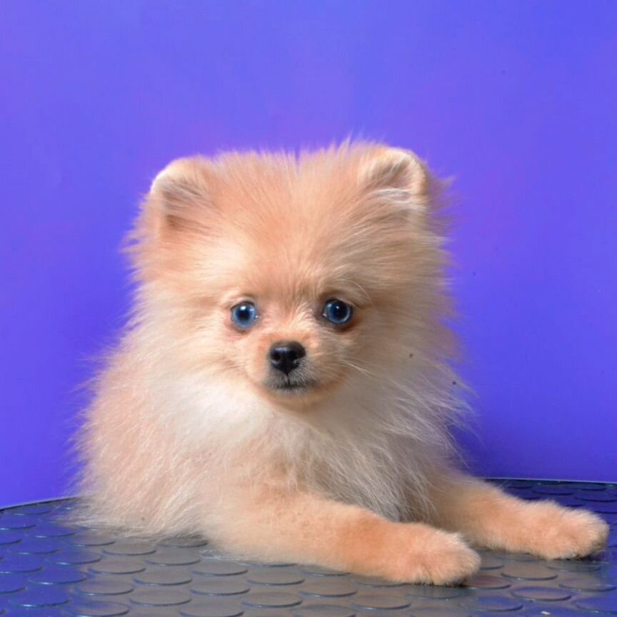 Мини девочка