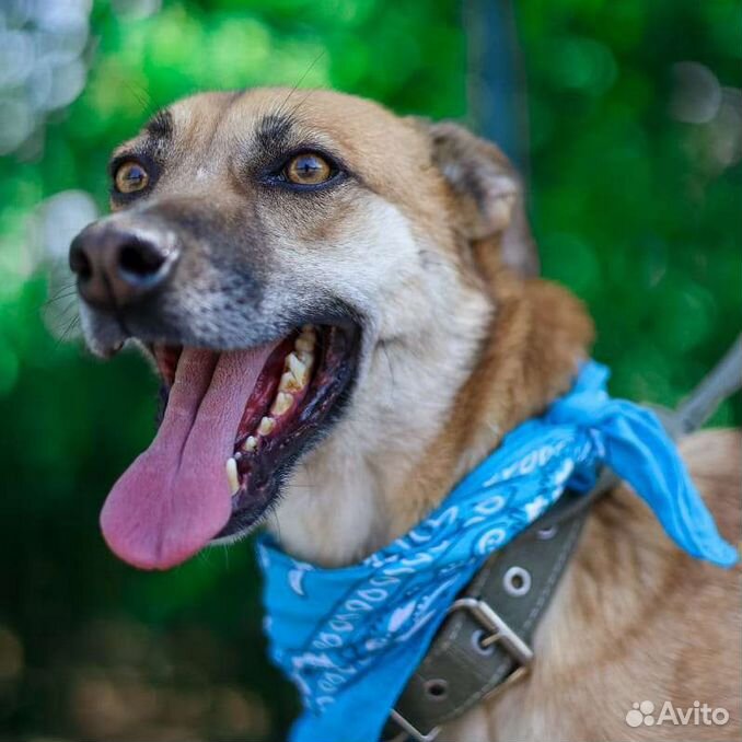 Собака Бивис в надёжные руки