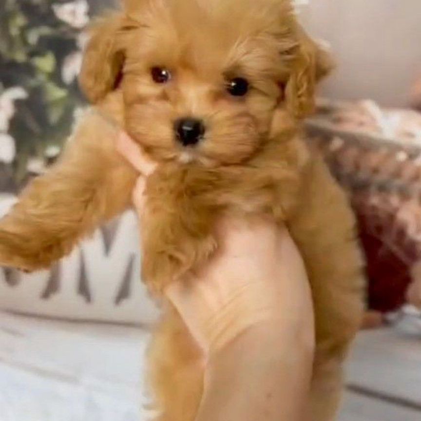 Мальтипу f1 мини готовы к переезду