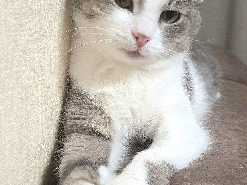 Серо-белой кошке Варе нужна заботливая семья
