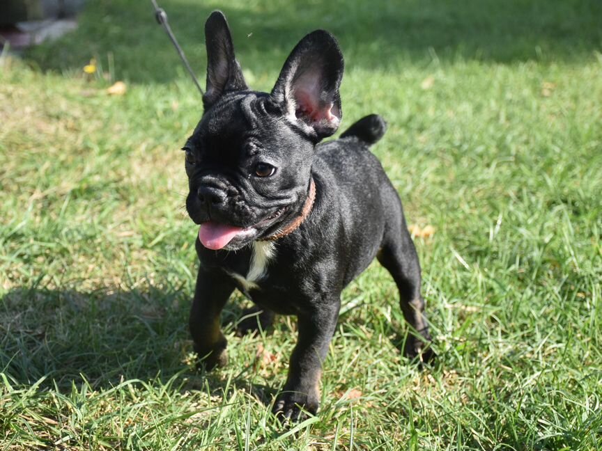 Черненькая красавица