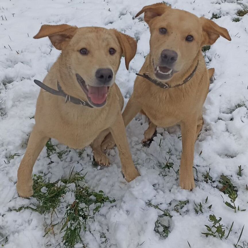 Лабрадор-ретривер, щенок