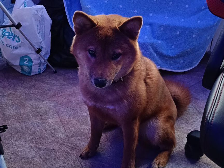 Сиба ину щенок мальчик