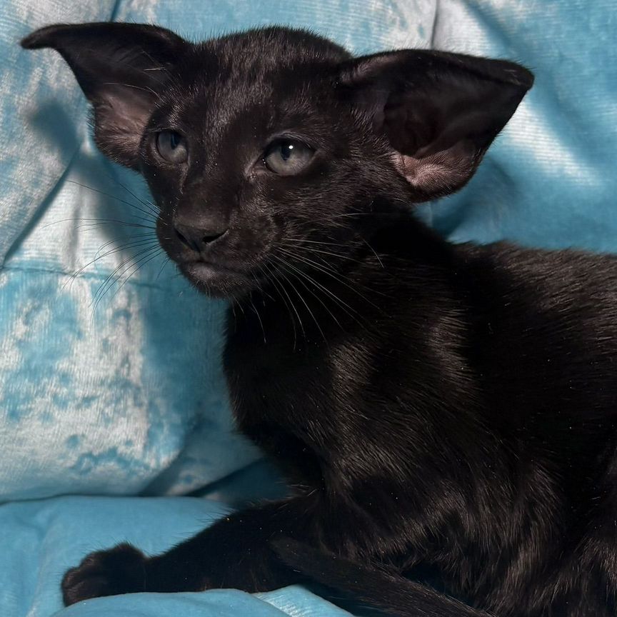 Ориентальный котёнок