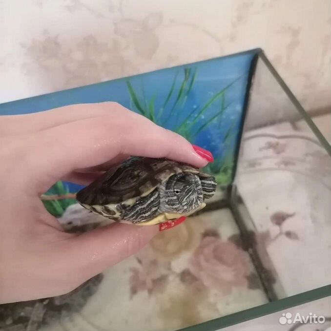 Красноухая черепаха маленькая