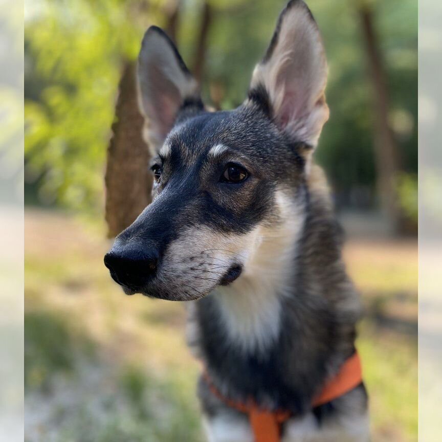 Взрослая собака в добрые руки