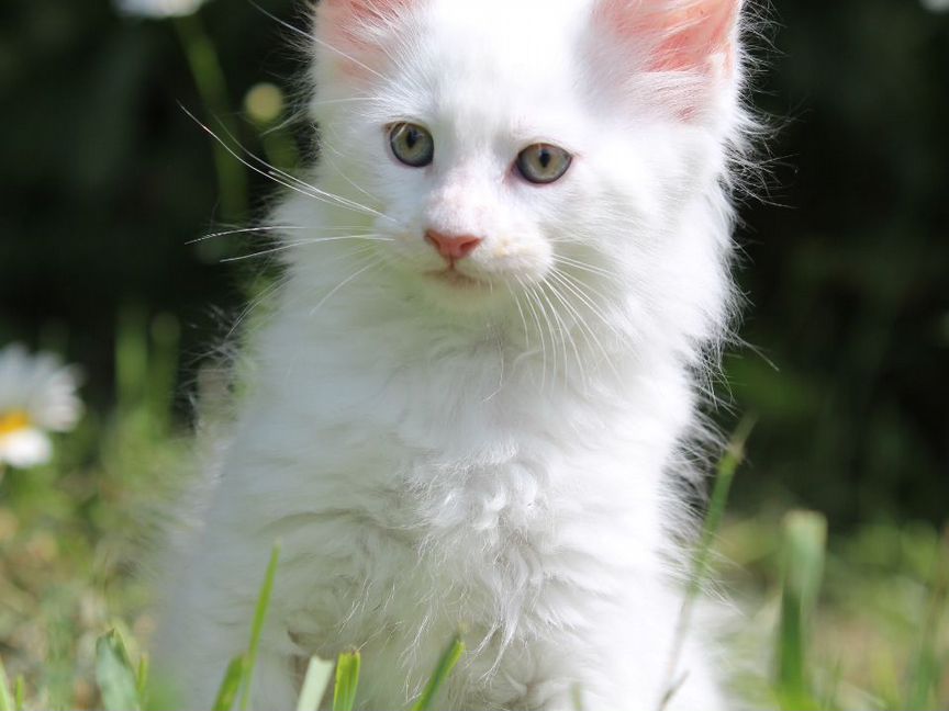 Котята мейн-кун
