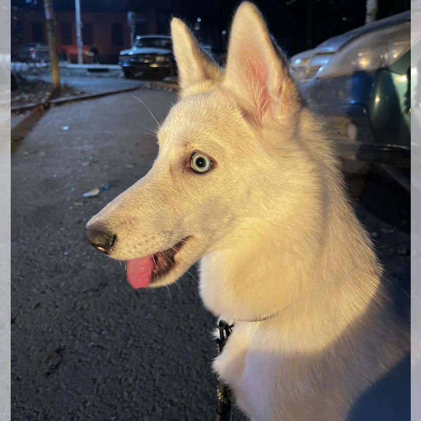 Сибирский хаски, щенок