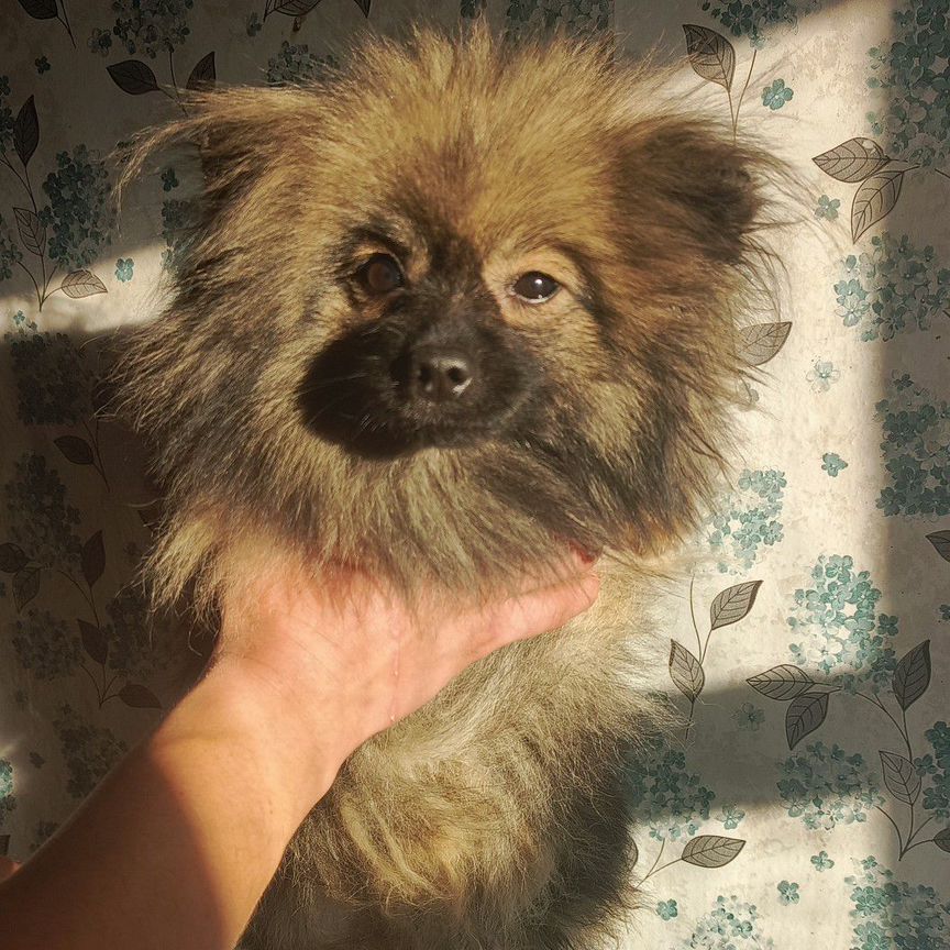 Шпиц девочка