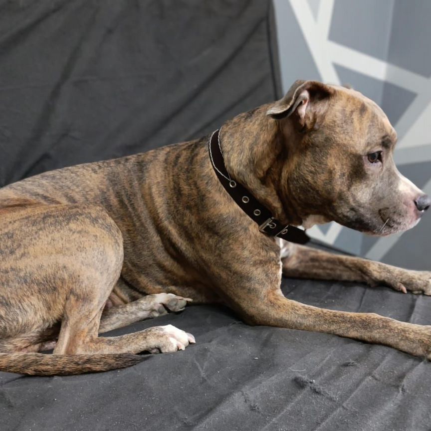 Стаффордширский терьер девочка