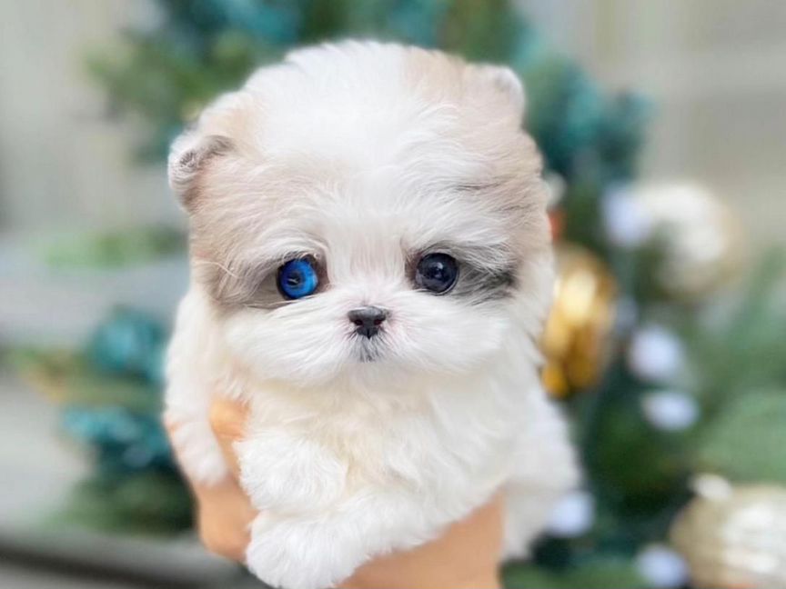 Мальтипу Микро из Кореи