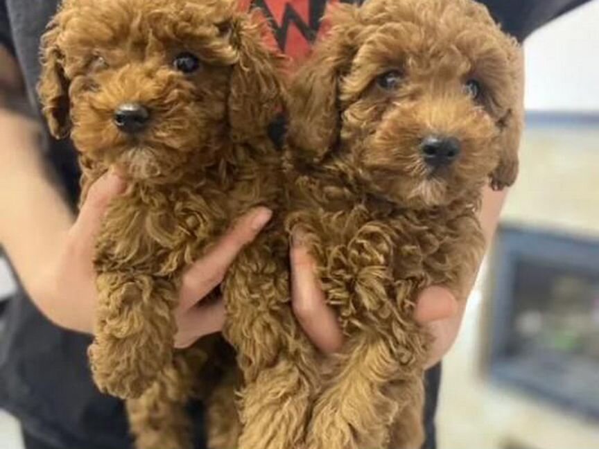 Той-пудель рэд браун щенки