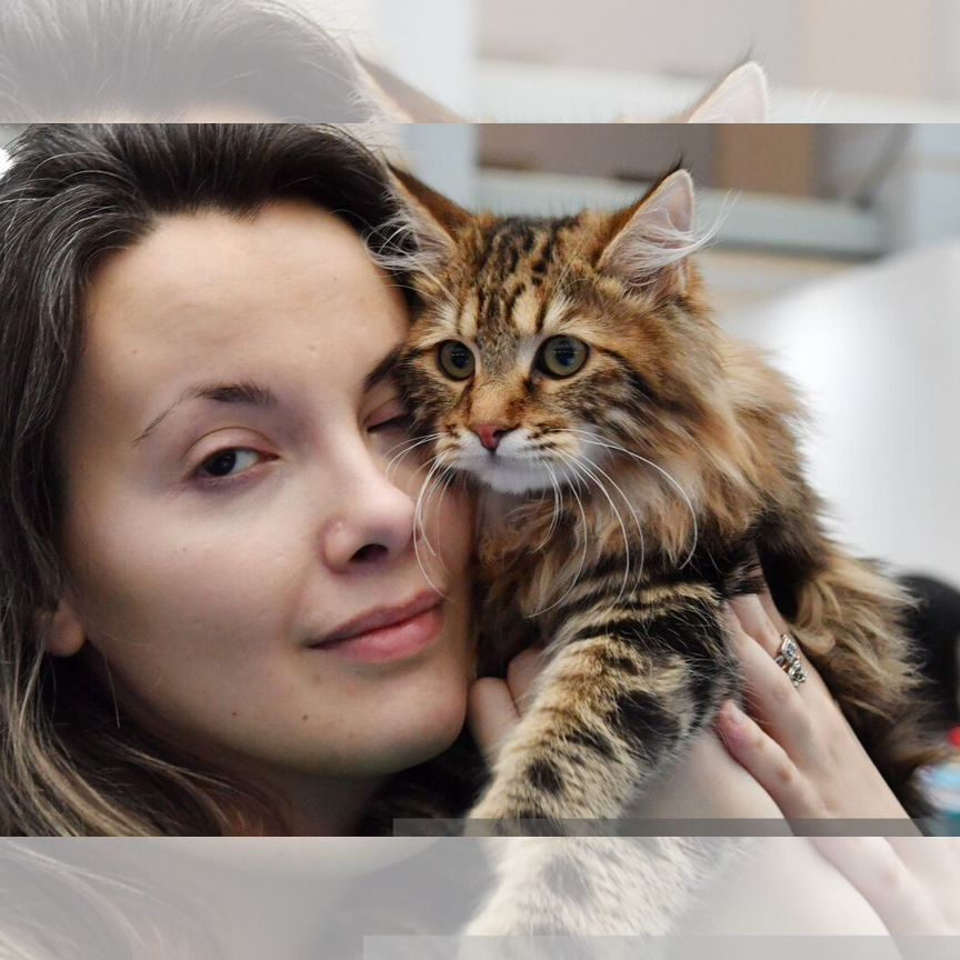 Курильский бобтейл длинношёрстный котёнок