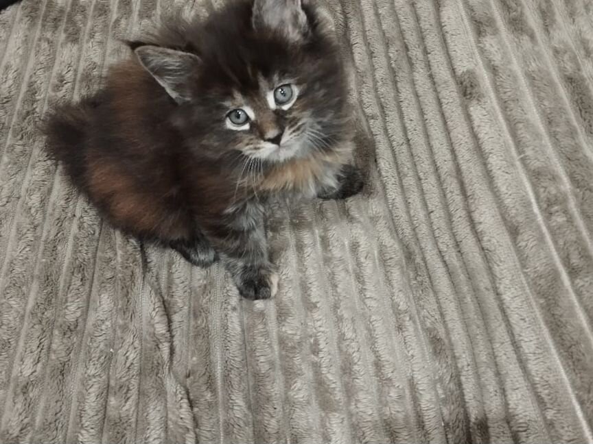 Котенок Мейн-кун