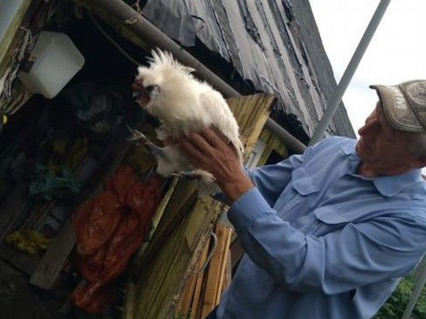 Отдам китайского шёлкового петуха