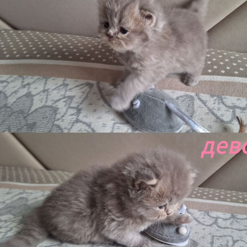 Шотландские котята