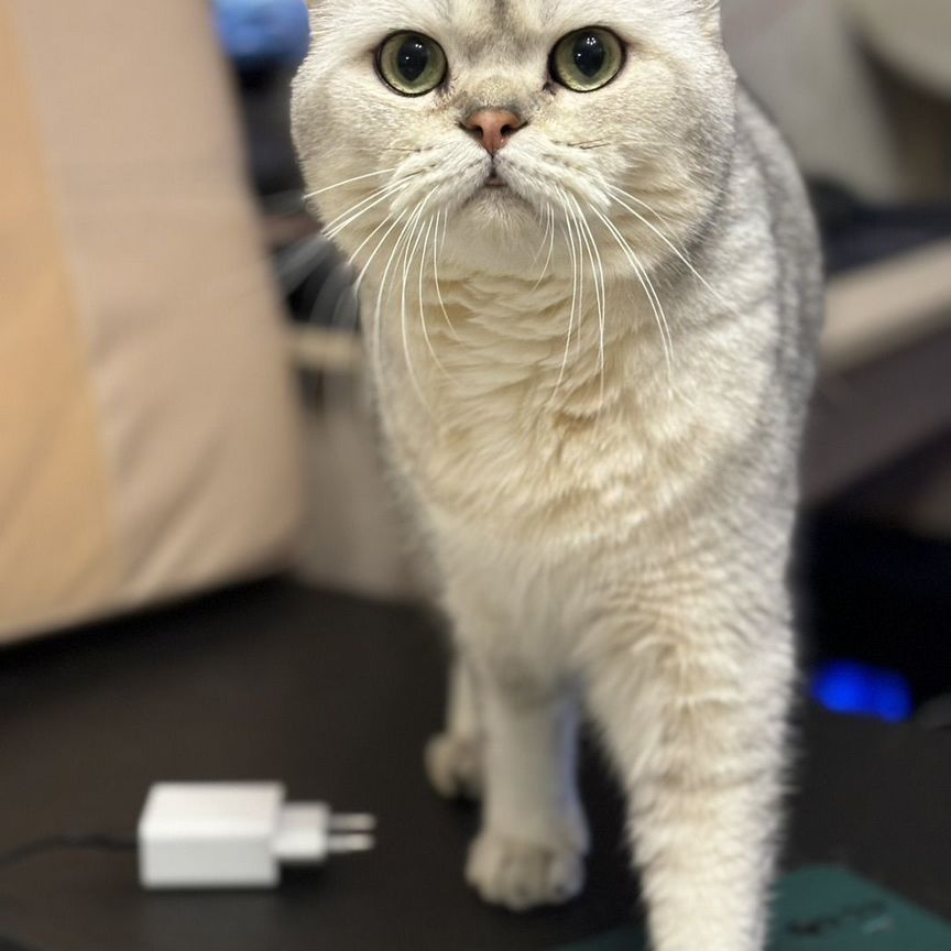 Шотландский кот в добрые руки