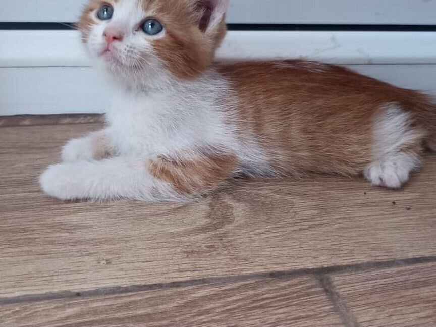 Кошечка 1.5 Мес рыжая