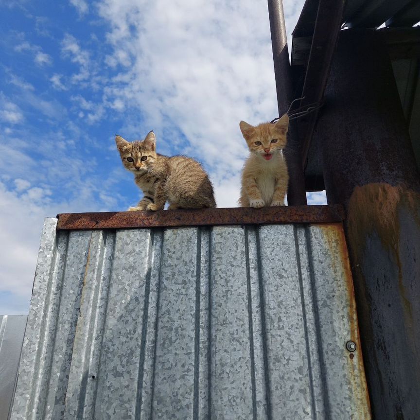 Котята в добрые руки