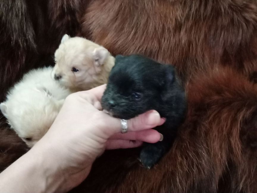 Померанский шпиц мини микро