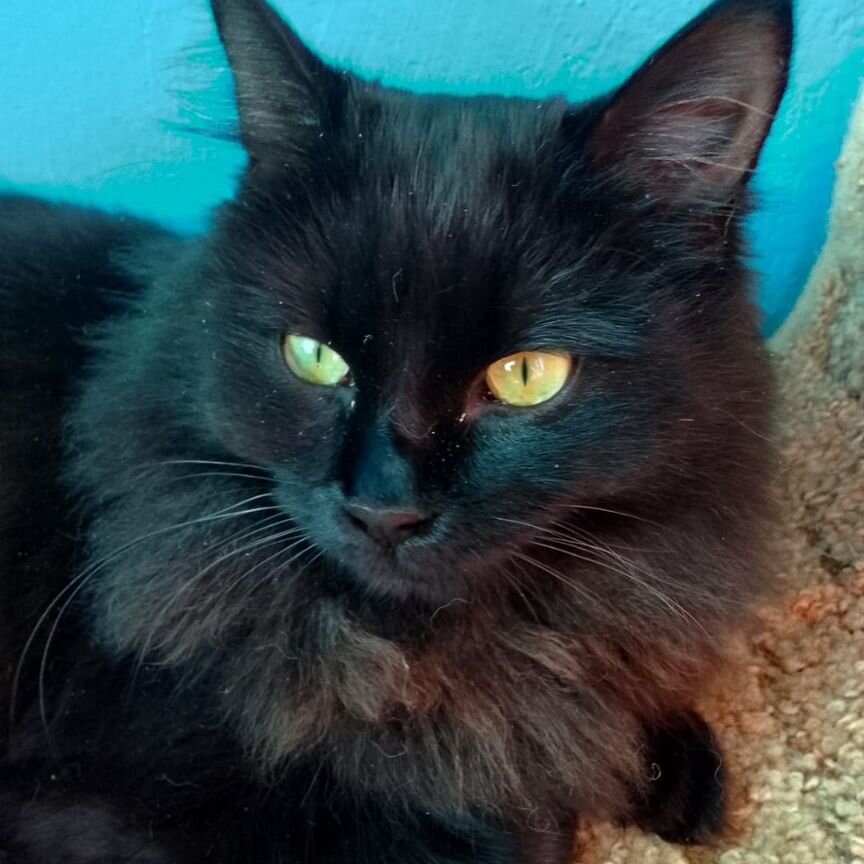 Ищет добрые руки