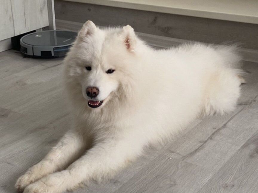 Самоед вязка кабель