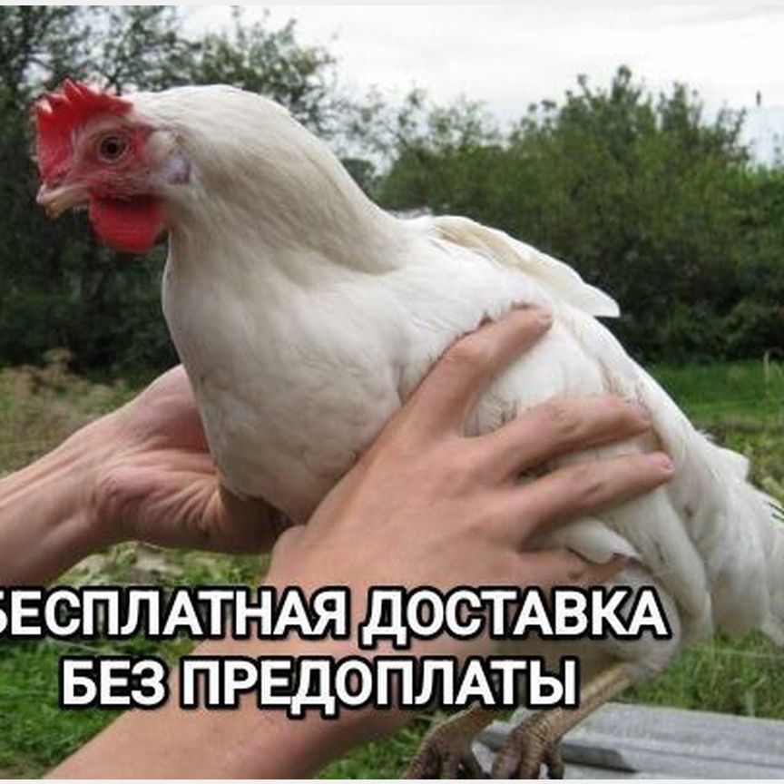 Куры несушки легорн